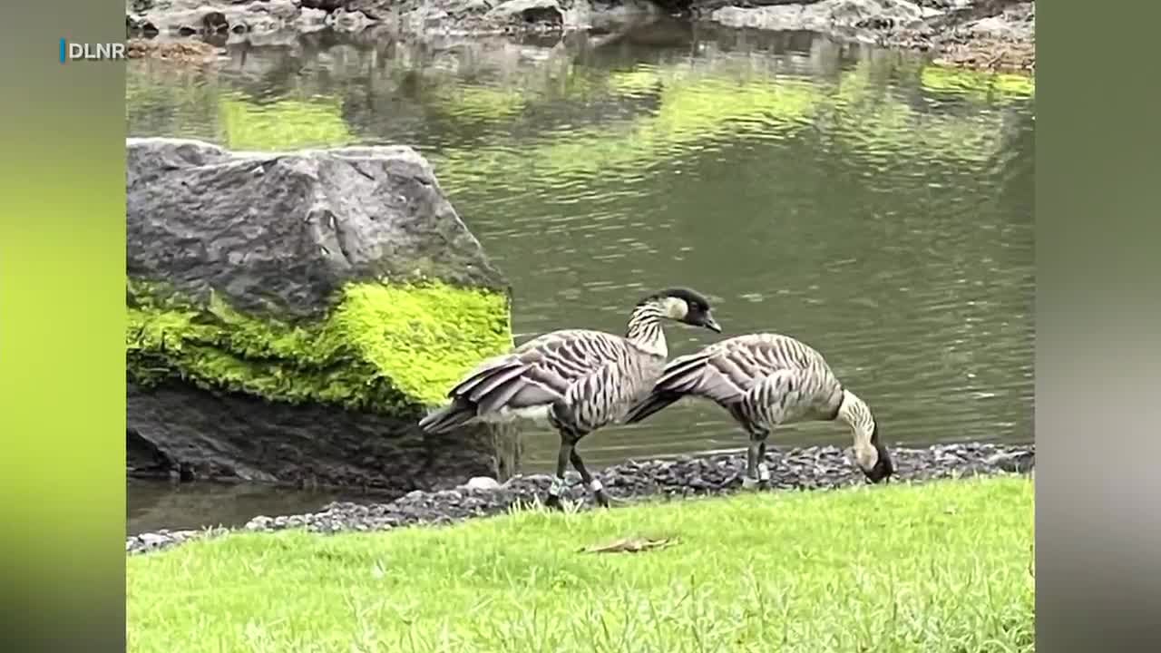 Protections in place for nesting nene at Liliuokalani Gardens