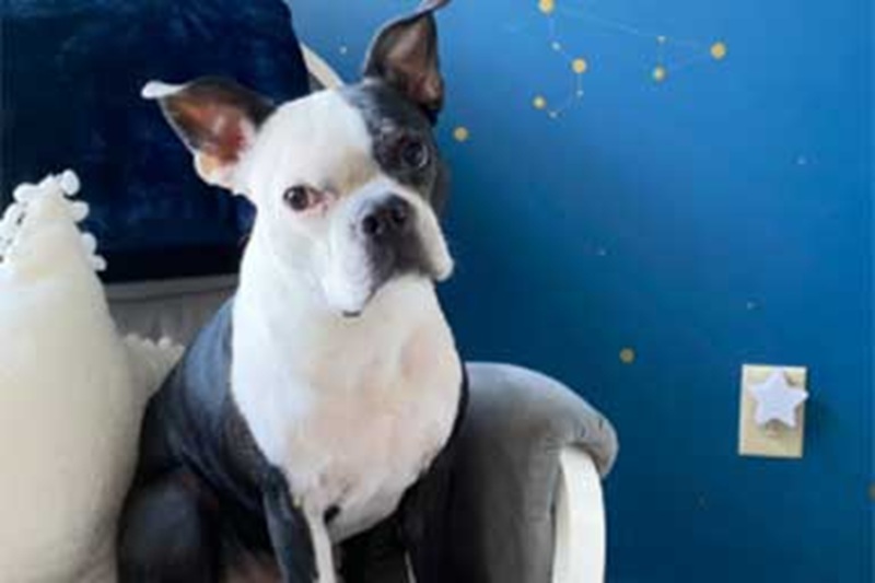 Il cane-eroe Henry salva una neonata di 9 mesi: aveva smesso di ...