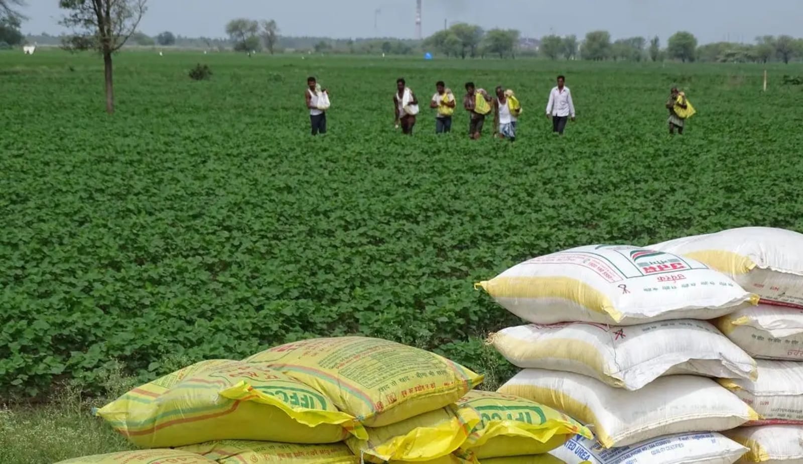 Bio-fertilizer: यूरिया-डीएपी की टैगिंग पर राज्यों की सख्ती, केंद्र को ...