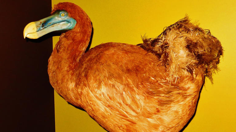 How the famous dodo bird went extinct