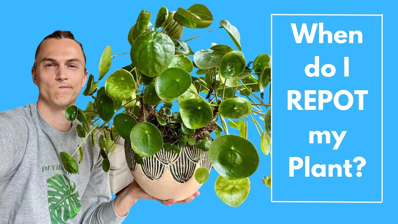 REPOTTING HOUSEPLANTS - Should You Repot, How to Know, Tips & Examples ...