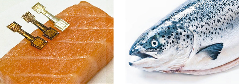 Microneedle sensor detects fish freshness in 100 seconds