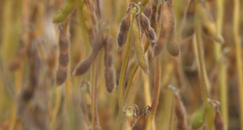 Big Beautiful Bill to reduce crop insurance coverage next year