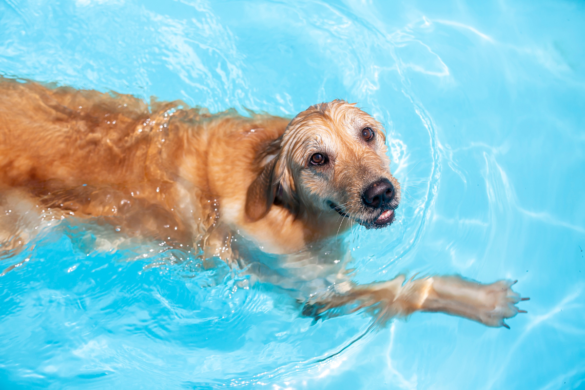 Golden retriever turns pool day into a full comedy show