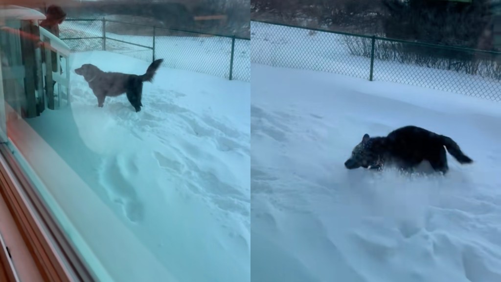 Recuse Dog Shares Unbelievable Excitement Zooming in the Yard of New ...