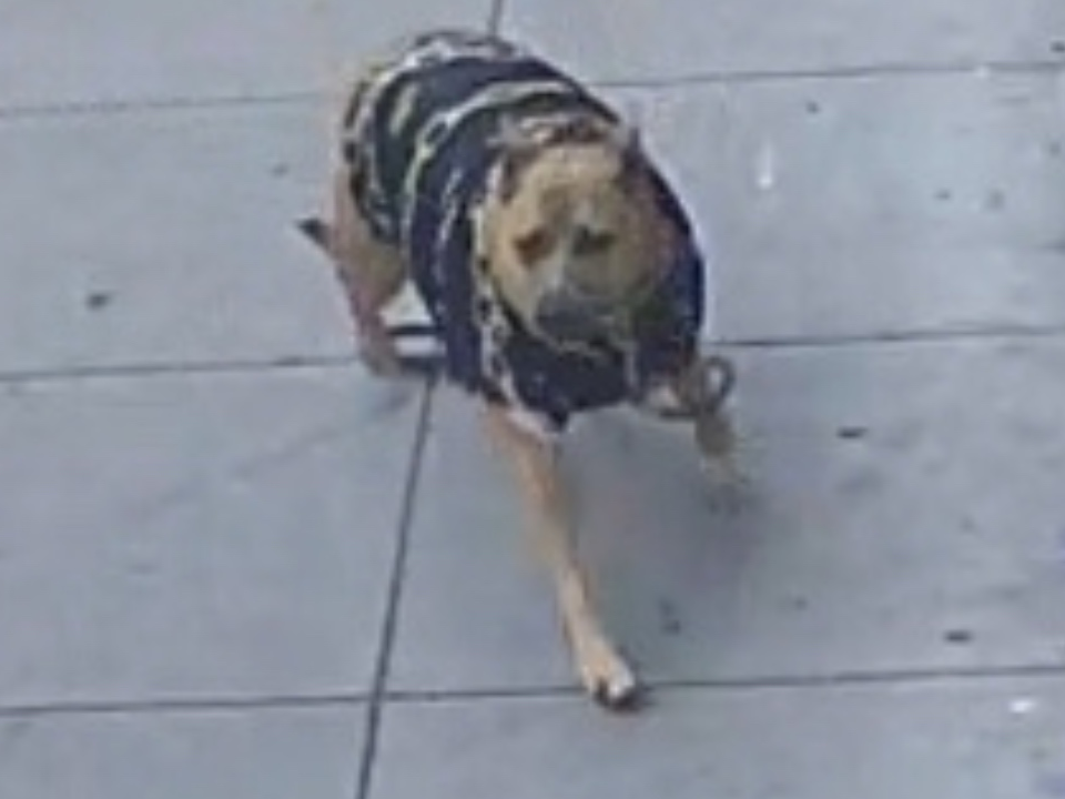 Dog missing after owner attacked in San Francisco: Police