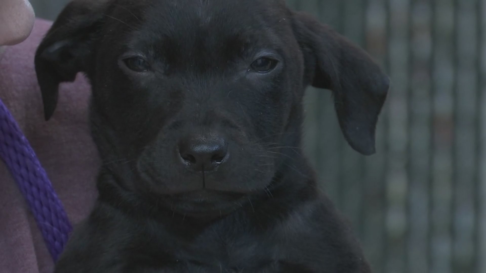 28 dogs rescued from Windsor home