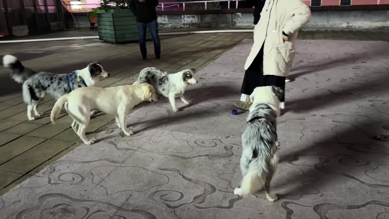 Dogs adorably react to squeaky ball in Anhui, China