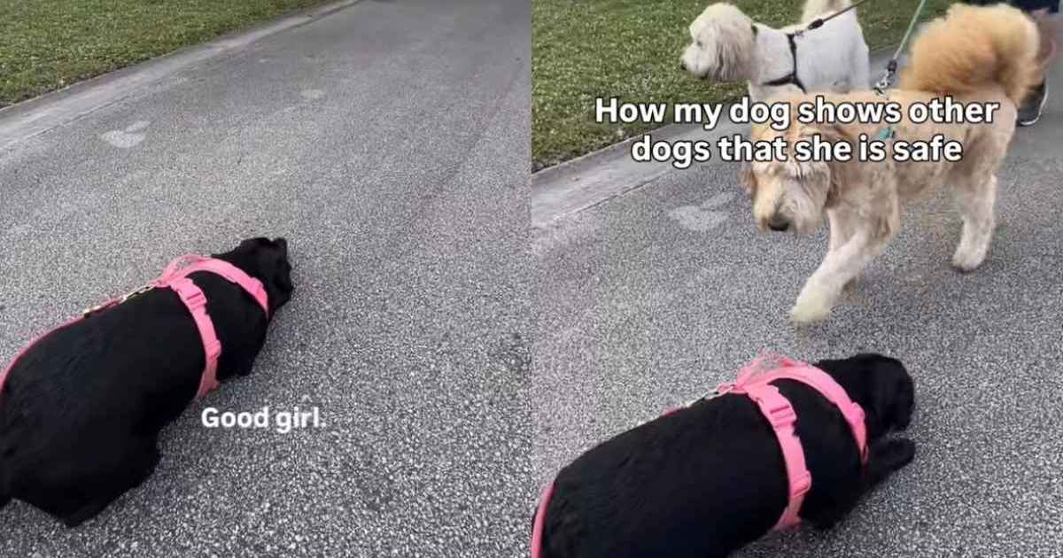 Video: Labrador demonstrates she's 'safe' to other dogs by doing this
