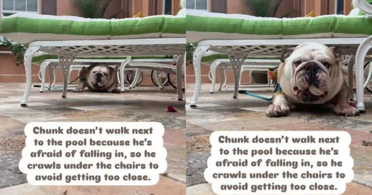 Dog is scared of swimming pool so he found this cute way to dodge it