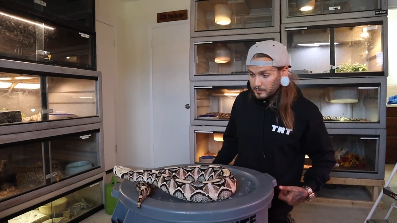 The unforgettable encounter with a viper renowned for beauty and raw ...