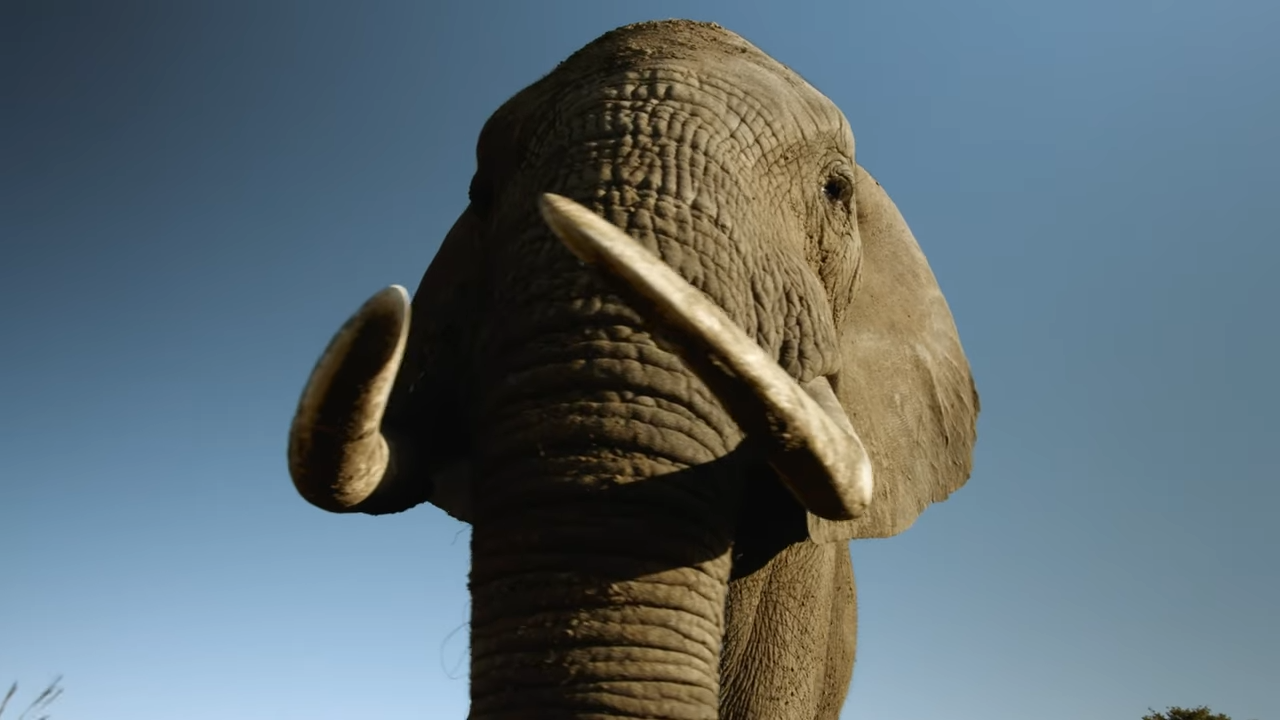 The vanishing of a massive bull that defied all tracking efforts