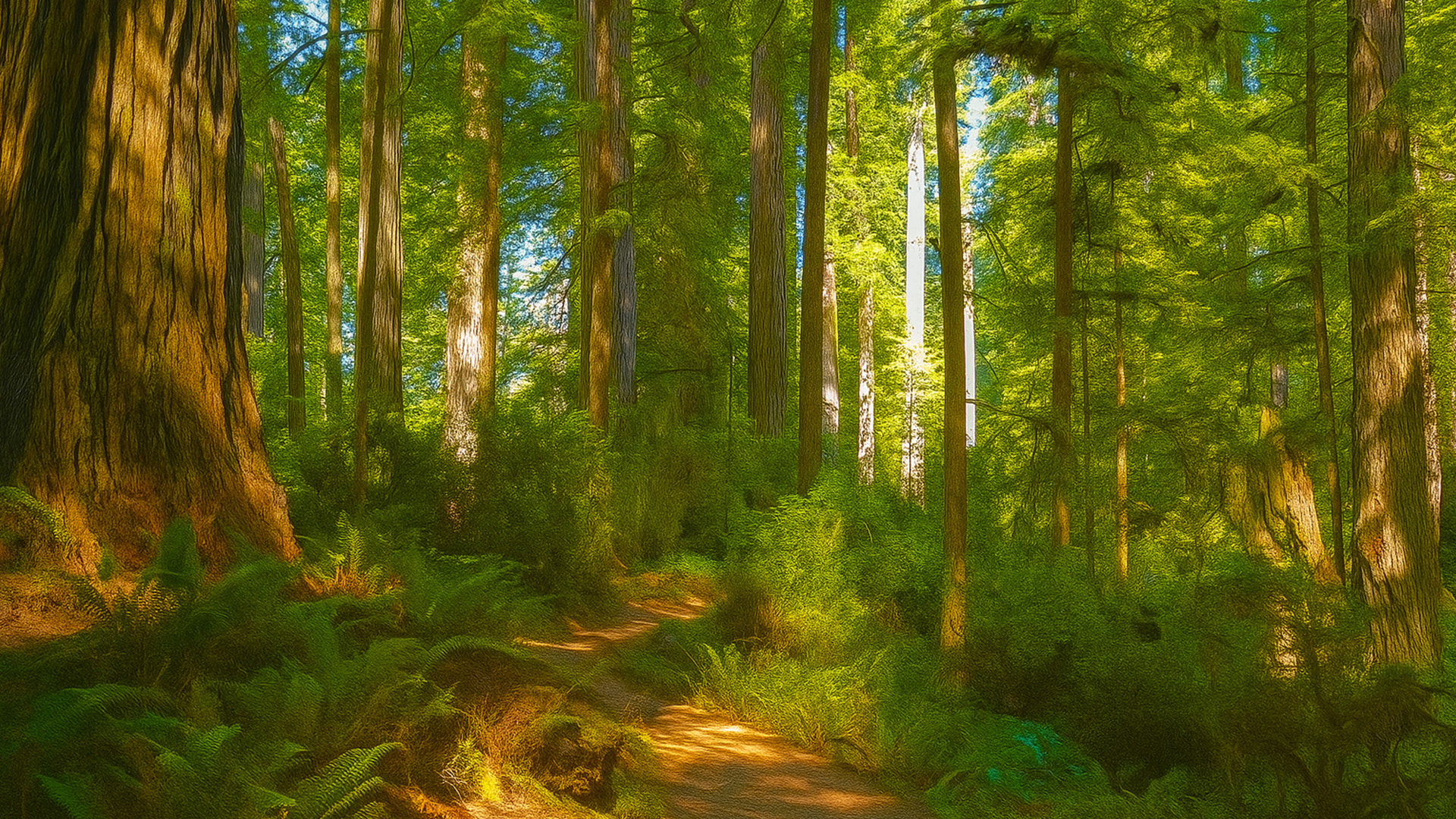 Sendero Boy Scout Tree en Parque Redwood (4K)