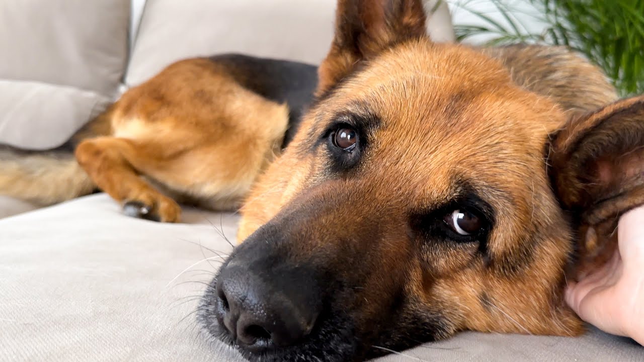 German shepherd loves attention from his human mom
