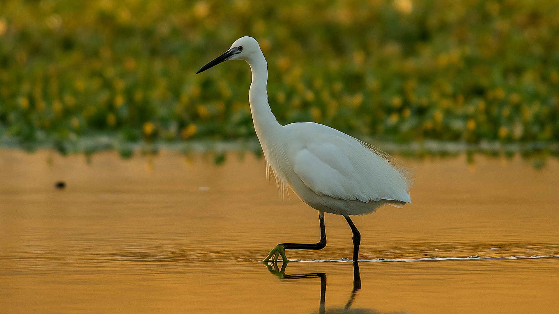 Can you film waterbirds without disturbing them?