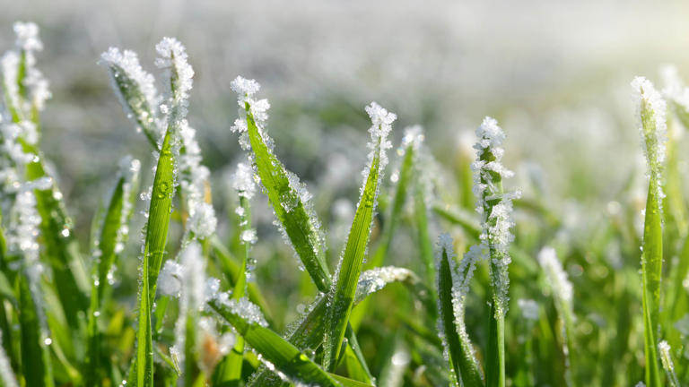 Your lawn is vulnerable to snow mold right now — here's how to protect ...