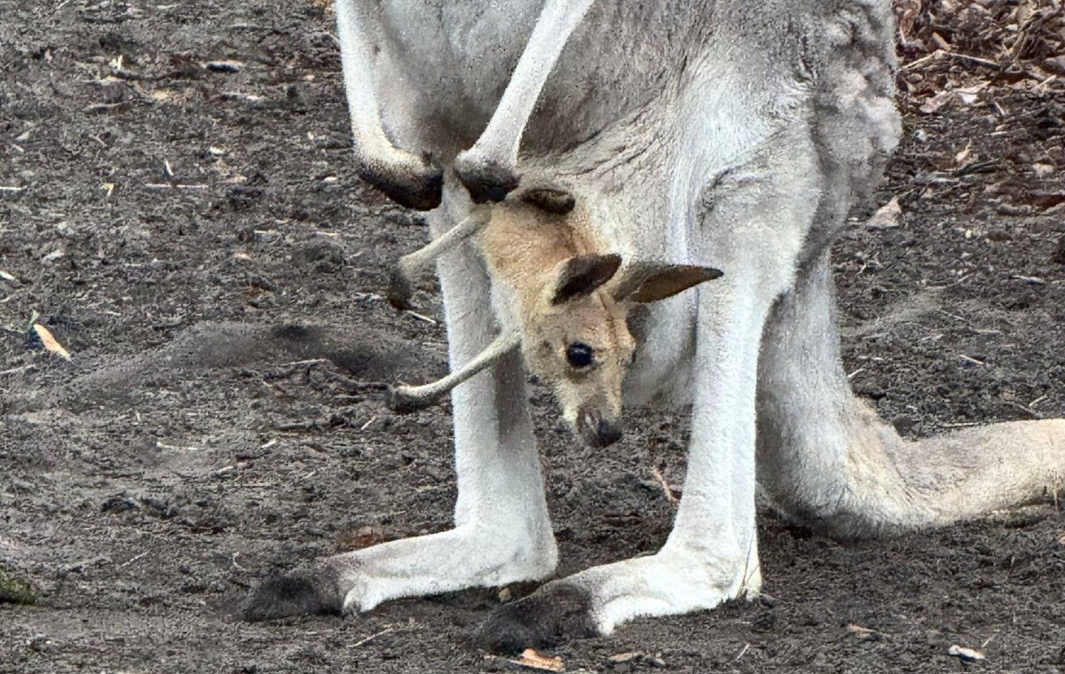 Baby boom w warszawskim ZOO! Na świat przyszło pięć kangurów