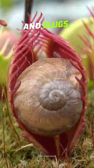 The tiny animals that vanish the moment its jaws snap shut