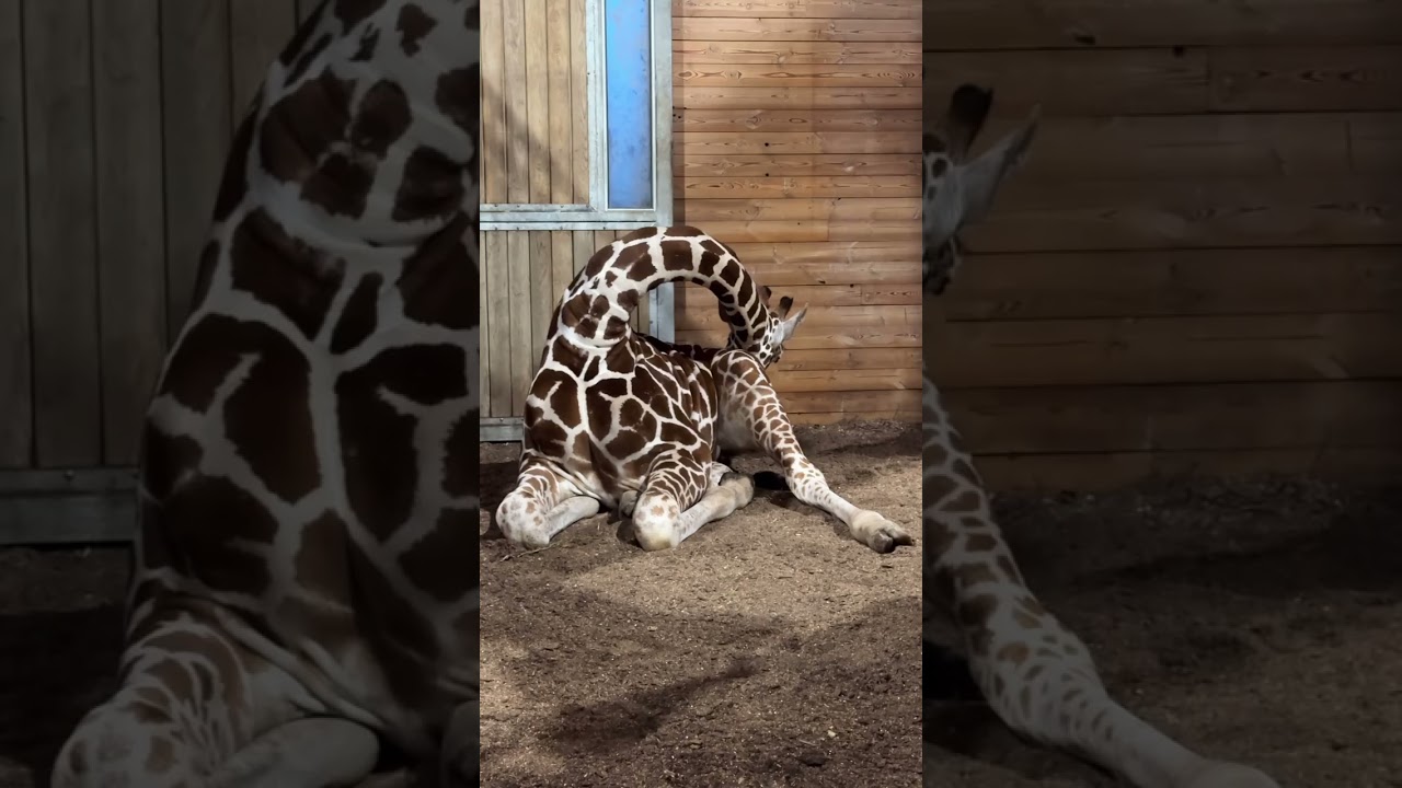 Tall graceful giraffe sleeps in a truly strange and unique way