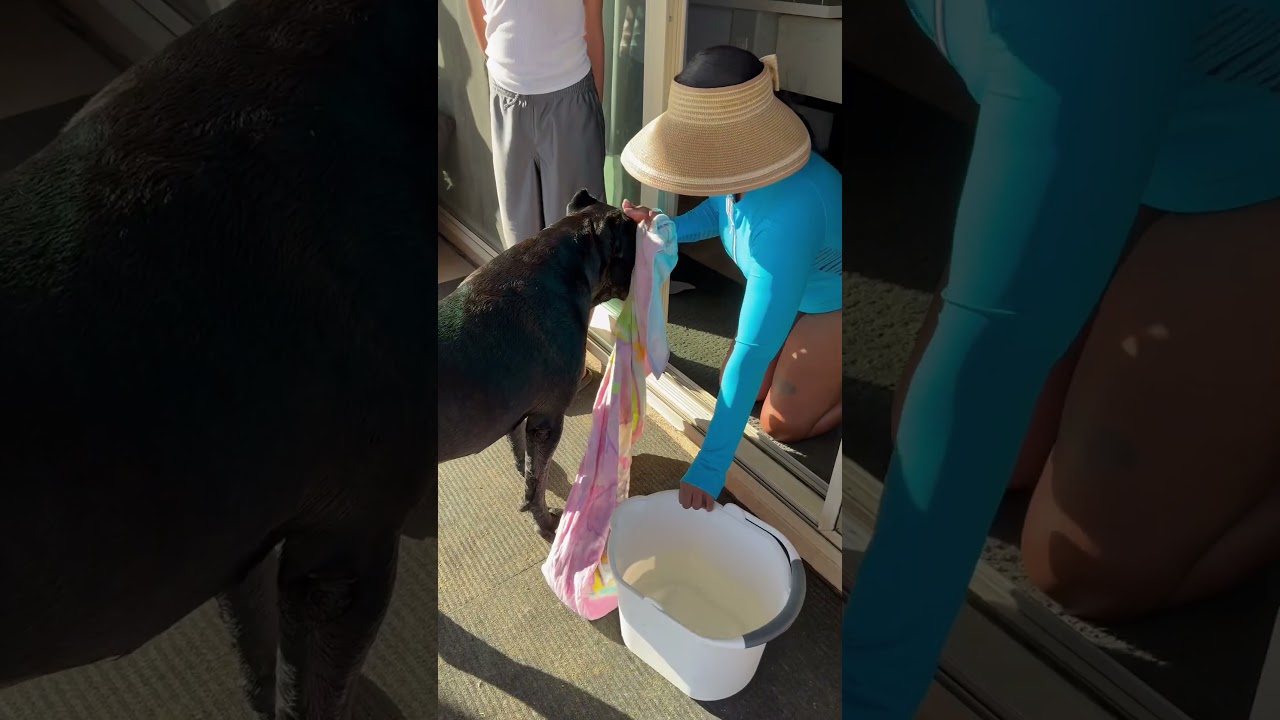Dog follows the drill by cleaning paws like a pro