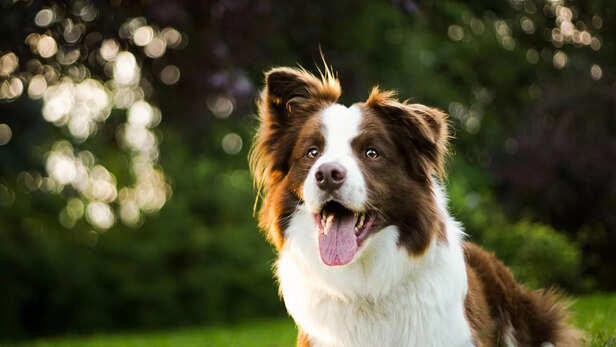 Smart & cool dog breeds known for high intelligence