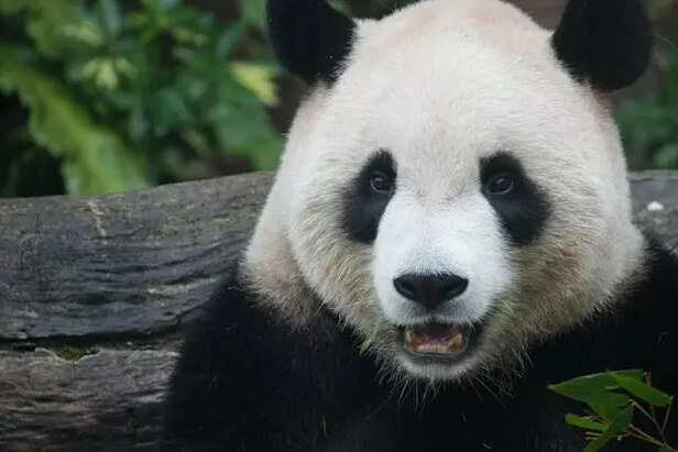 Why are pandas so clumsy? Cute behavior explained