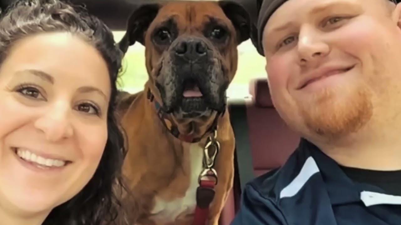 Everyone was shocked to learn why this pregnant pit bull would not give ...