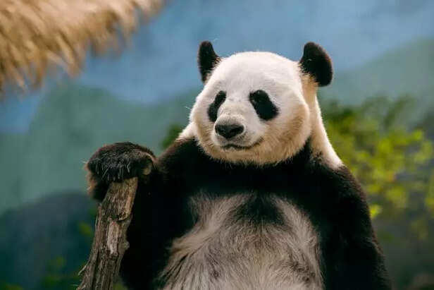 Why are pandas so clumsy? Cute behavior explained