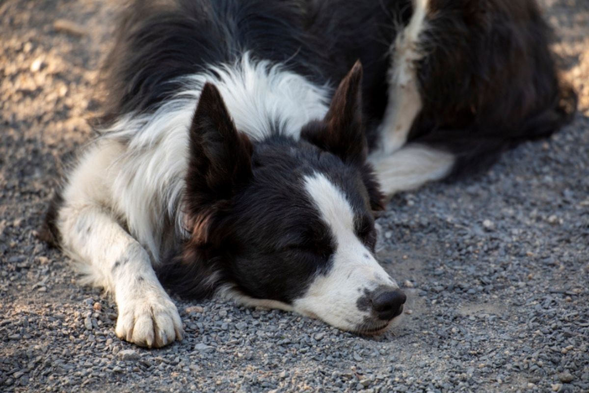 Un chien peut-il dormir dehors ? La vérité que beaucoup ignorent
