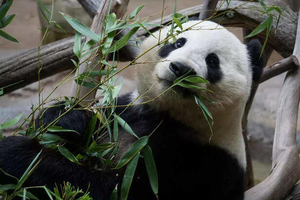 Why are pandas so clumsy? Cute behavior explained