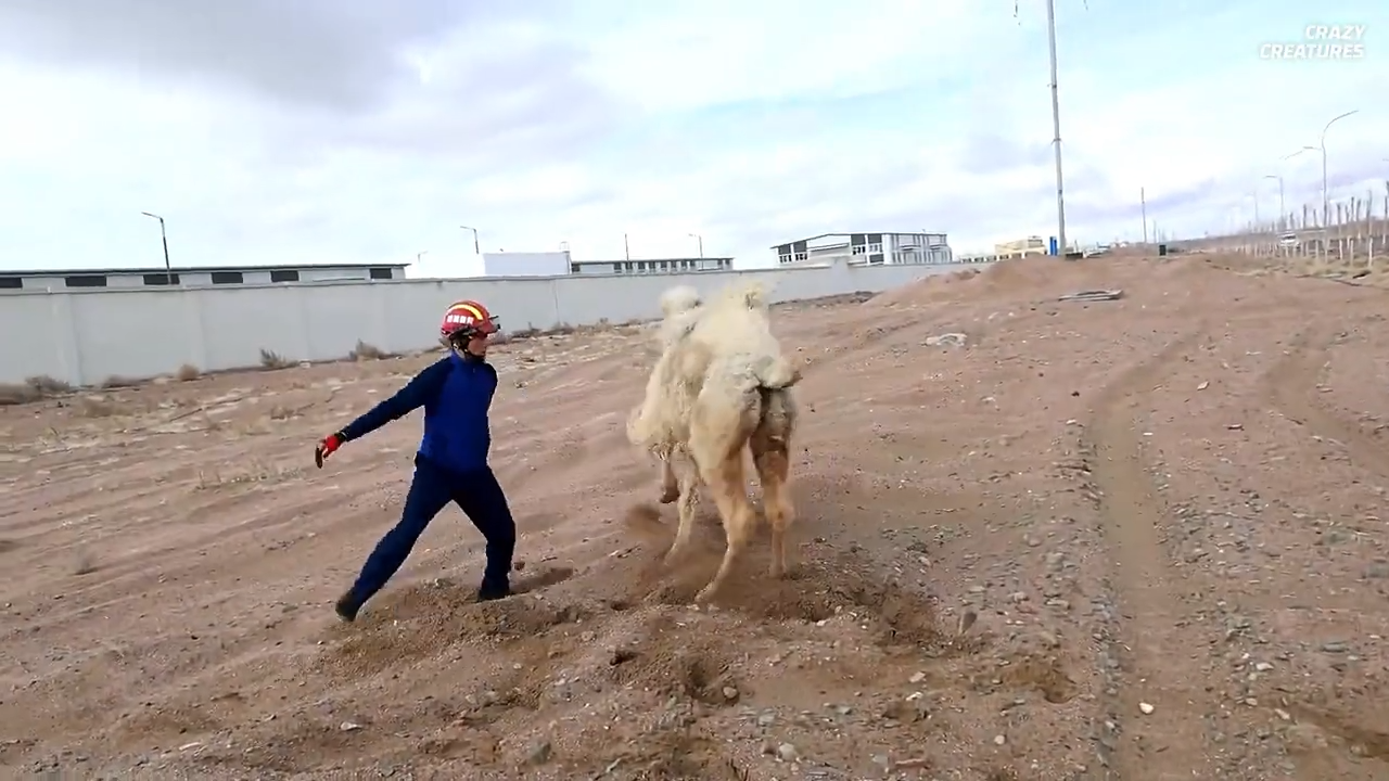 The high stakes missions that show how far people will go to save wildlife