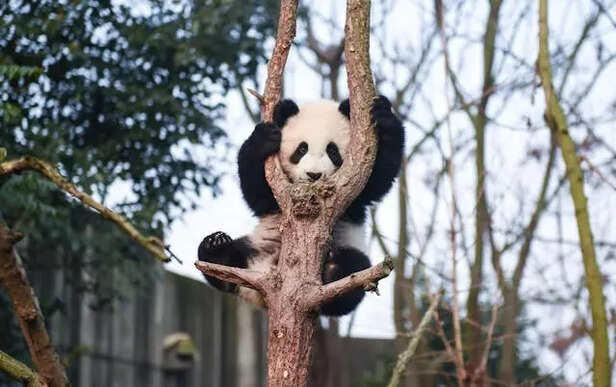 Why are pandas so clumsy? Cute behavior explained