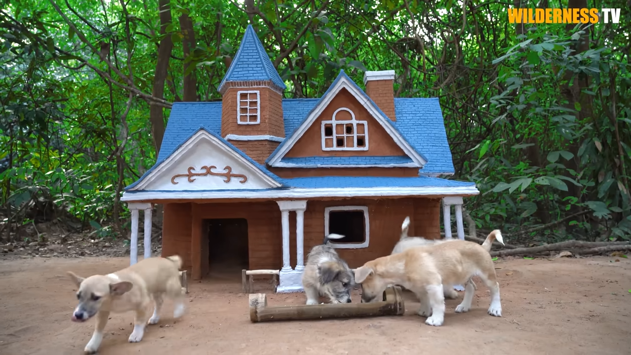 How puppies reacted to their new mud villa dog house