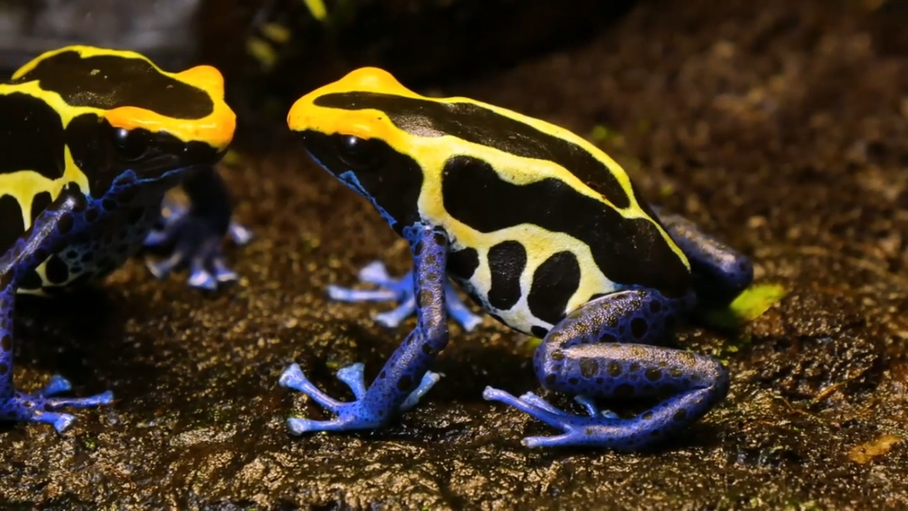 The five most surprising cases of cannibalism found across the animal ...