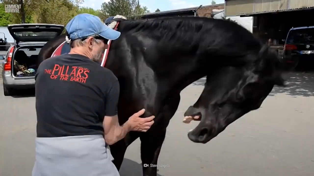 Pourquoi un cheval de 500 kg peut vous blesser en une seconde