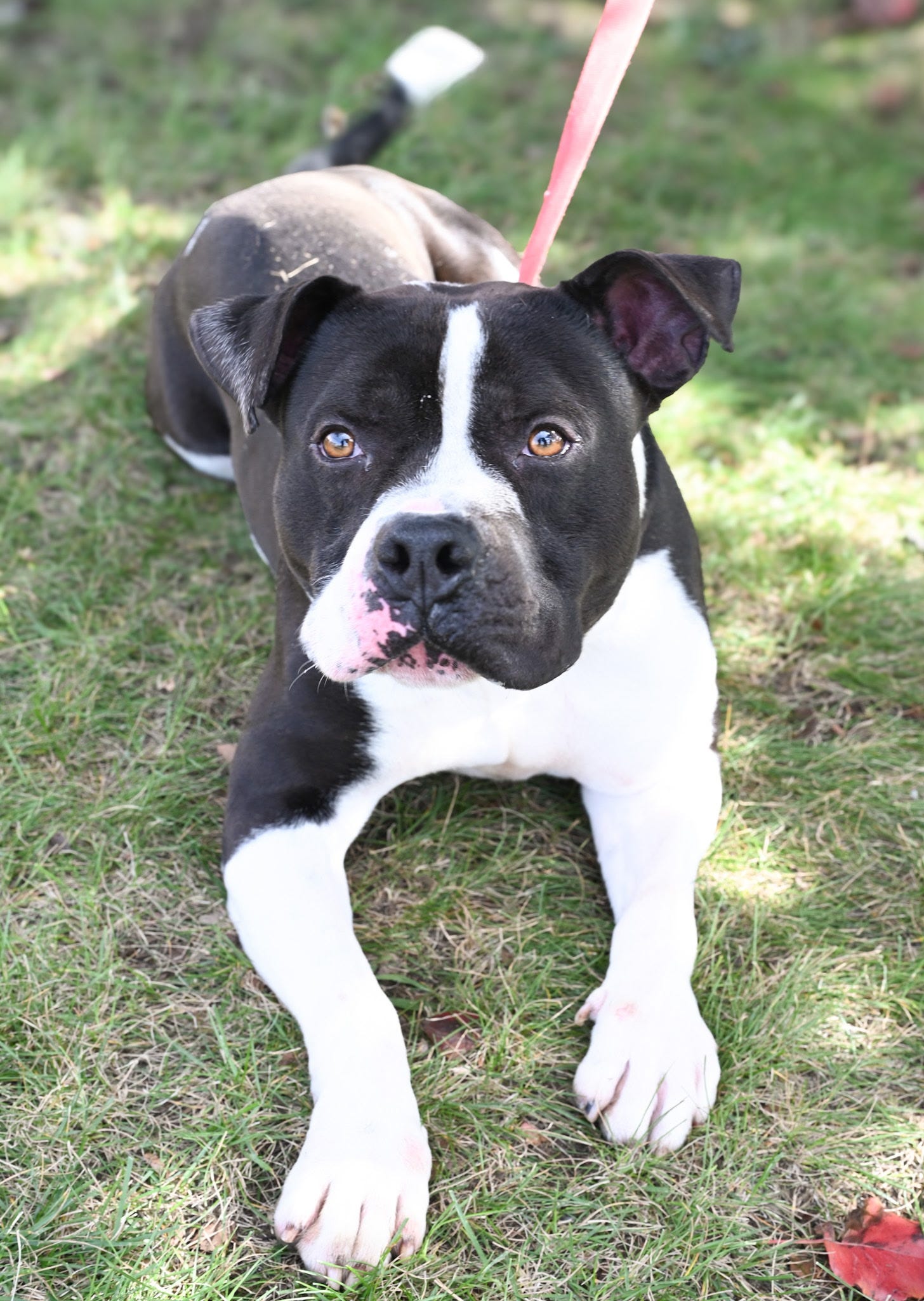 Perth Amboy Animal Shelter officially designated 'no-kill' facility