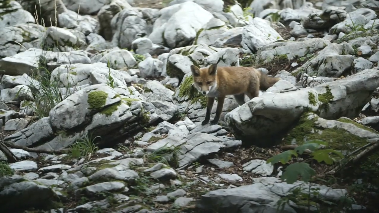 The five hybrid species that prove nature can be far stranger than fiction