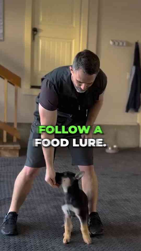The gentle lure system that transforms chaotic puppy behavior into ...