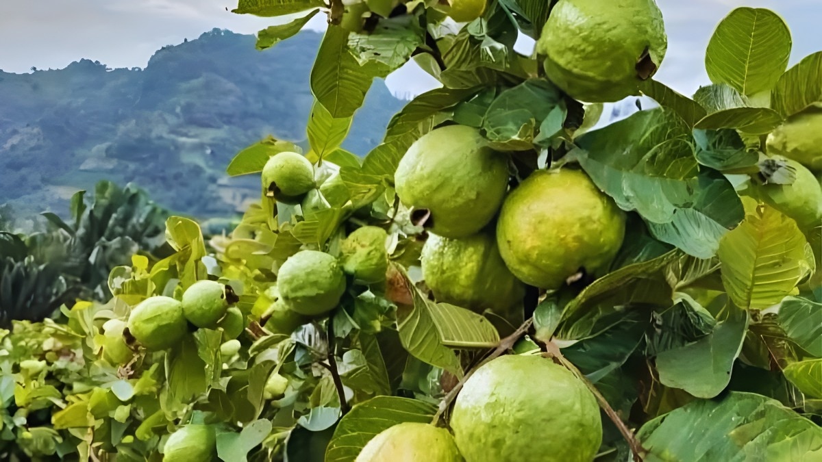 Health benefits of guava: Why this fruit boosts immunity and aids digestion