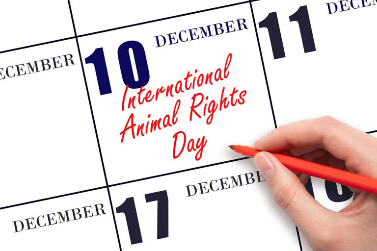 How international animal rights day has transformed animal welfare