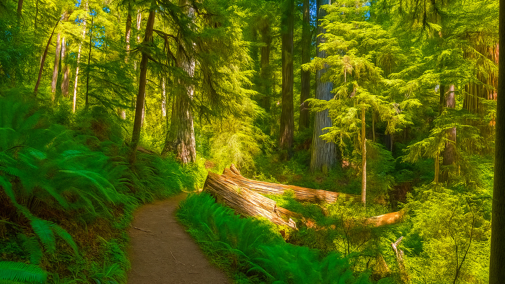 Sendero Boy Scout Tree en el bosque de secuoyas (4K)