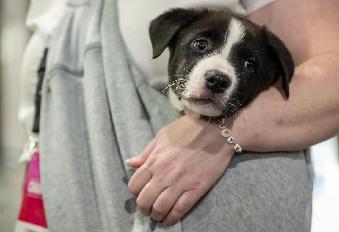 Looking for a new pet? These KC adoption centers have deals going on ...