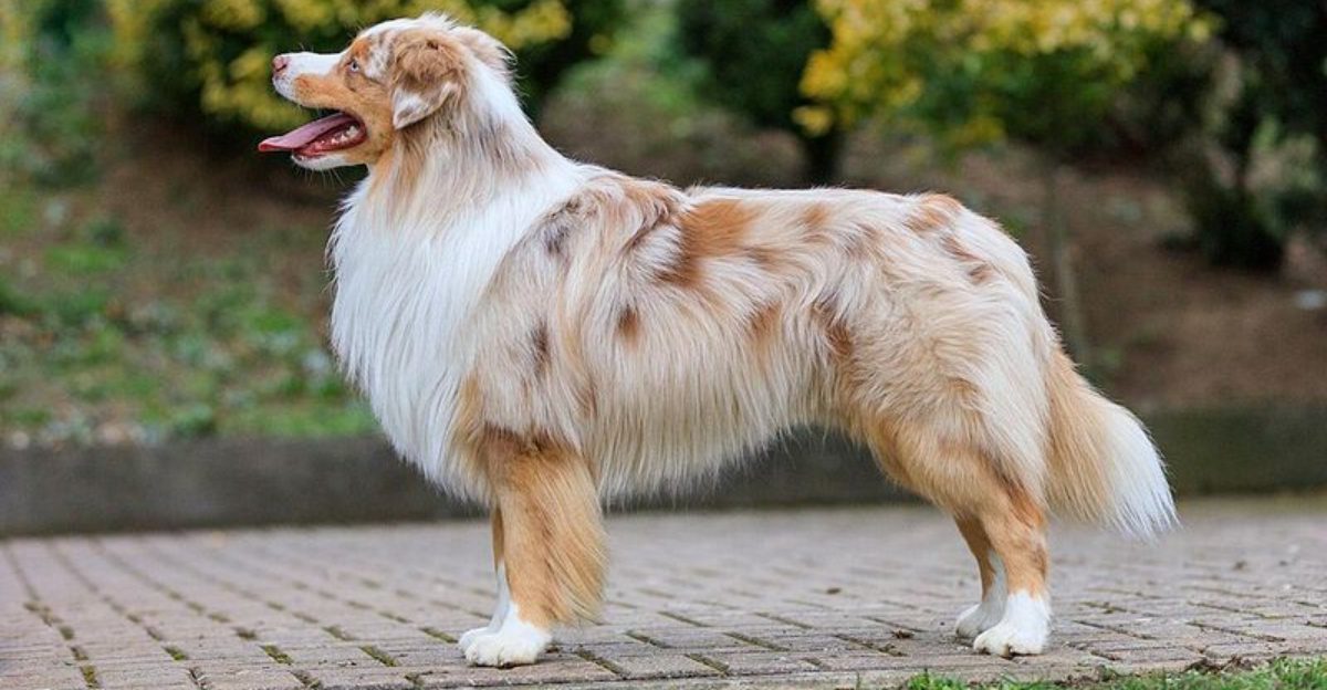10 dog breeds that subtly nudge you to move more when you've been ...