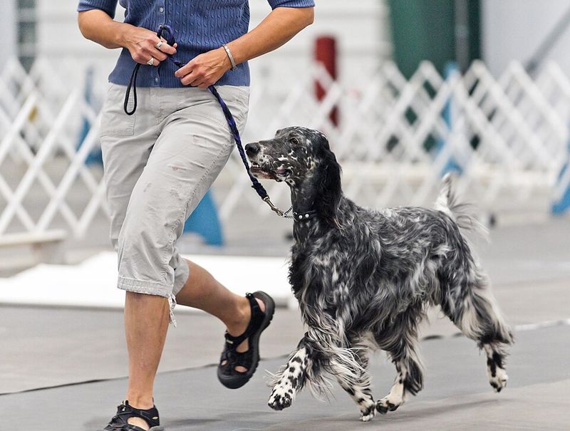10 dog breeds that subtly nudge you to move more when you've been ...