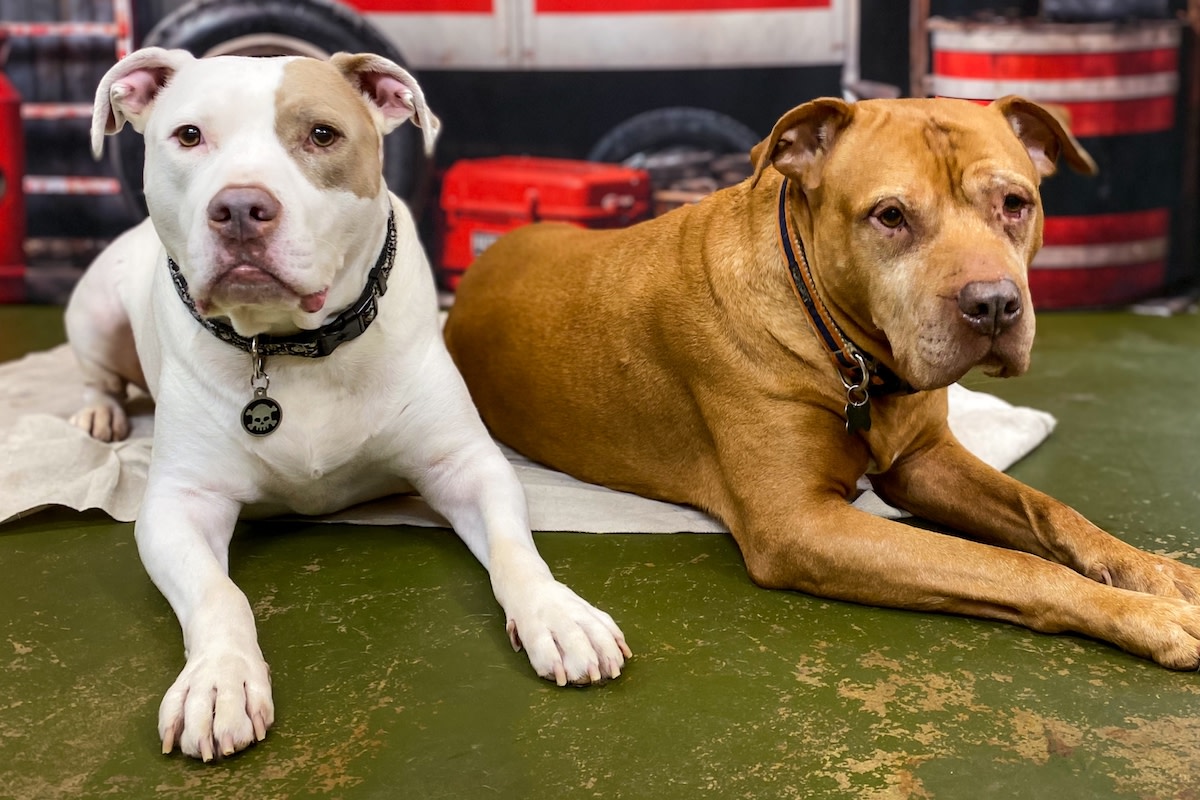 Bonded pair of pit bulls comforting each other at the shelter has ...