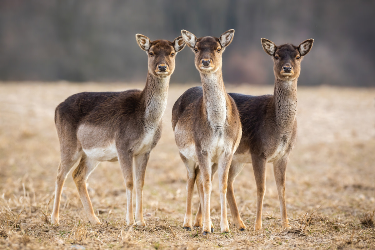 Deer attack blow-up reindeer decor on woman’s front lawn like it’s ...