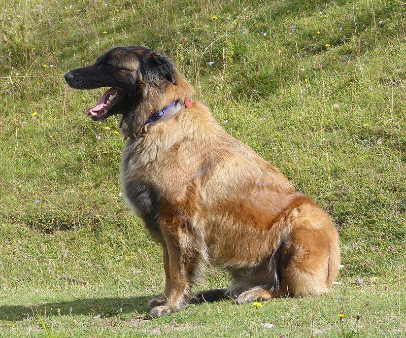 10 dog breeds that refuse to relax until they've checked every window ...