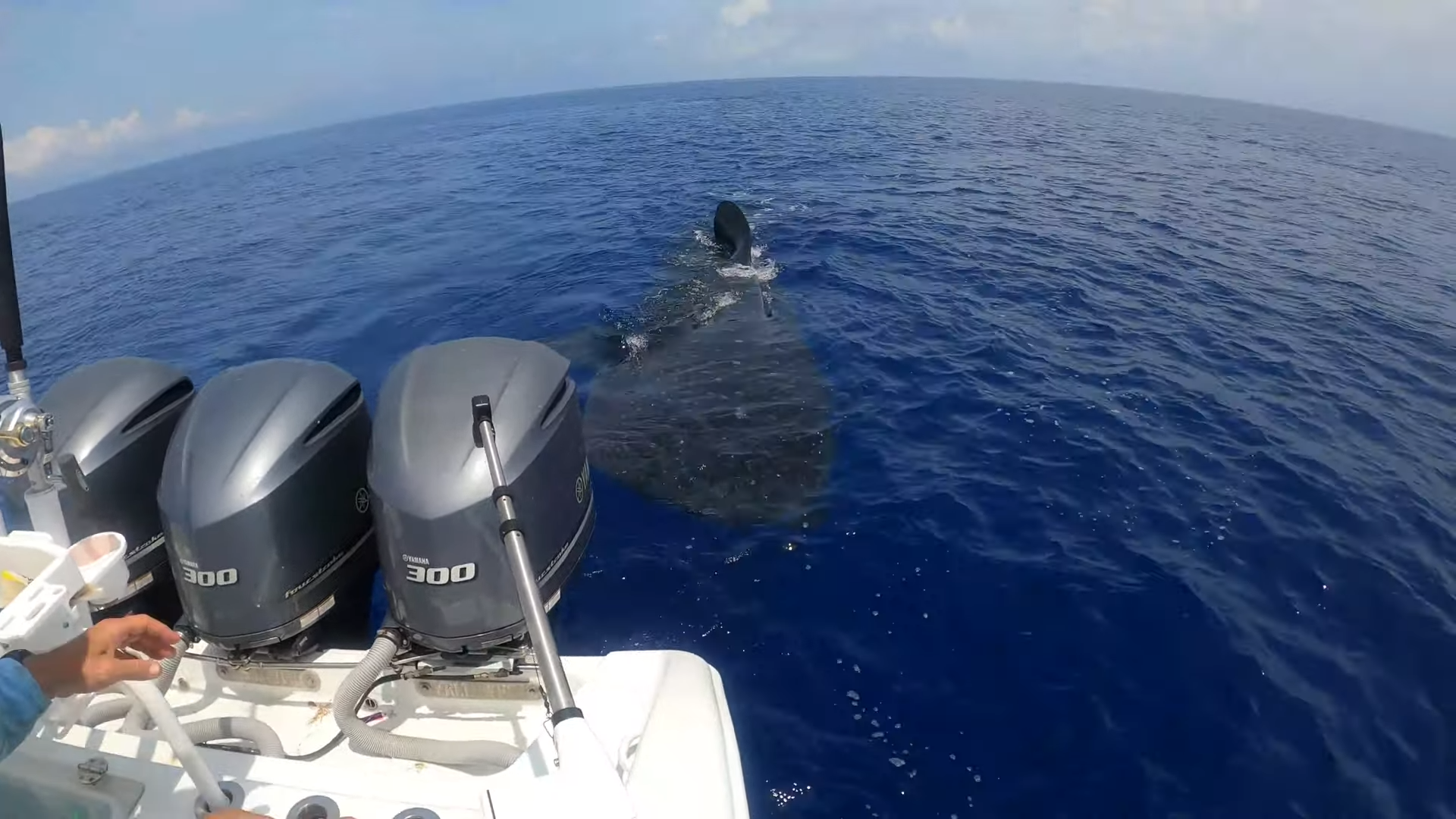 Face to face with the biggest shark on camera
