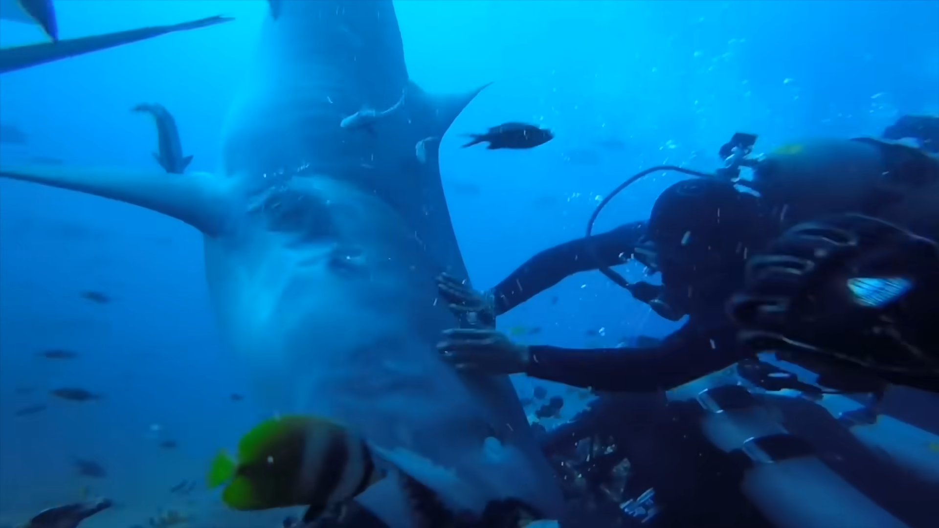 Deadly shark attacks caught on camera