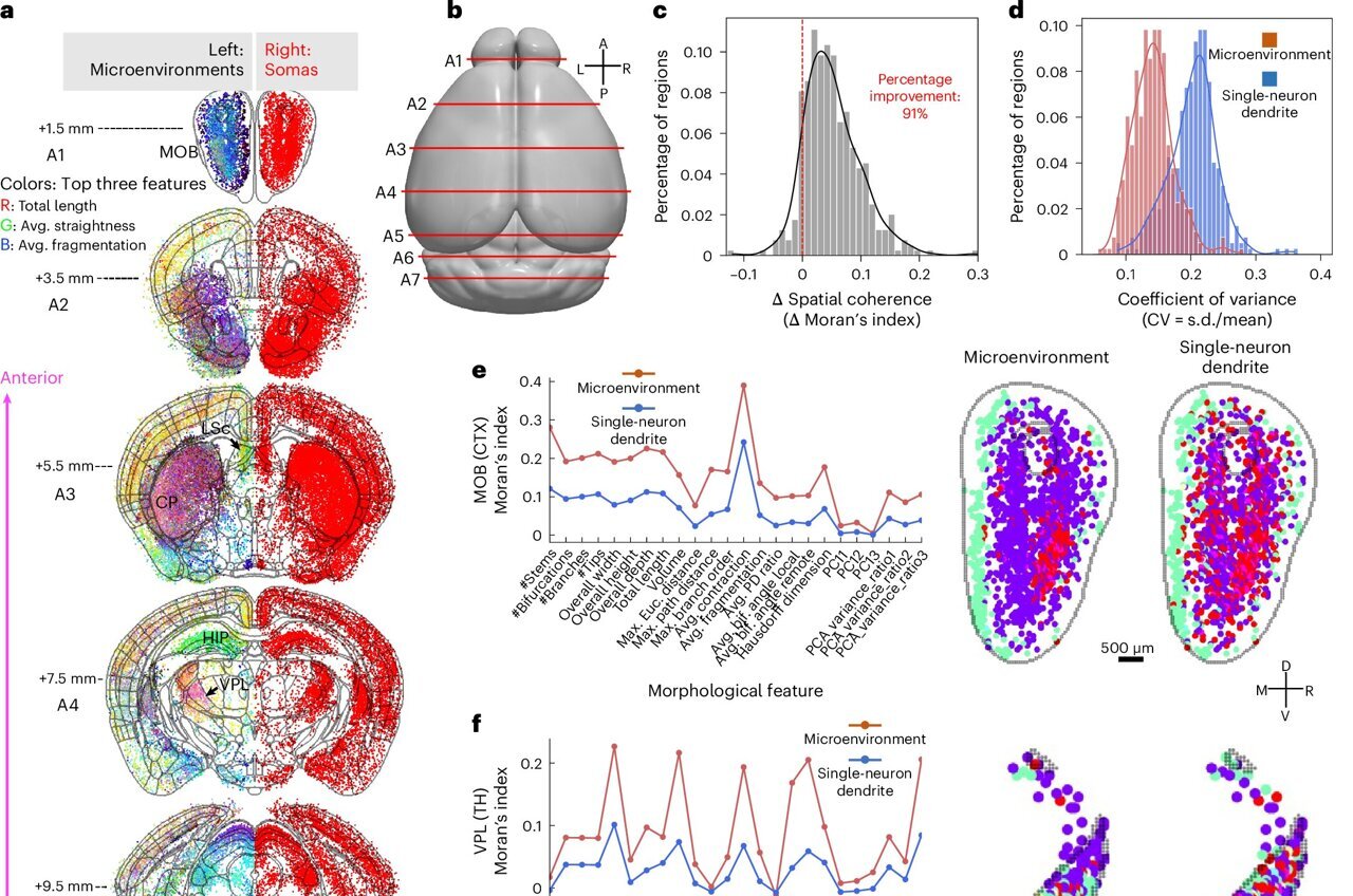 3D maps reveal hidden microenvironments shaping mouse brain connectivity